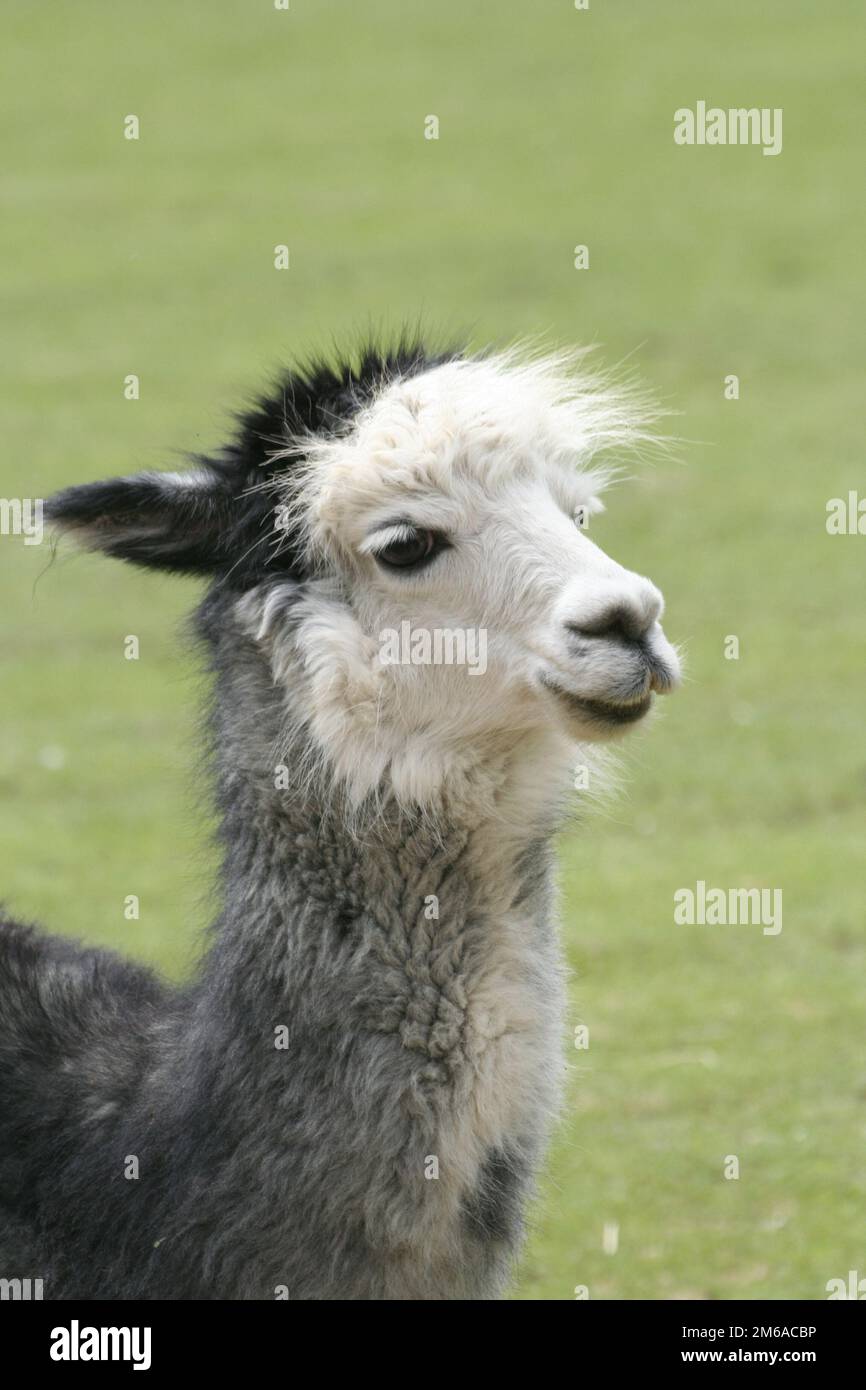 Llama neck hi-res stock photography and images - Alamy