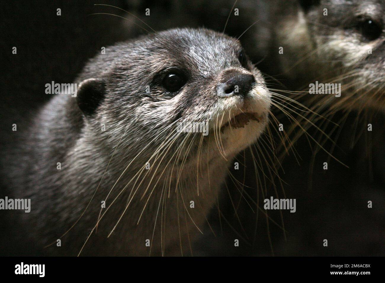 Bangladesh laos hi-res stock photography and images - Alamy