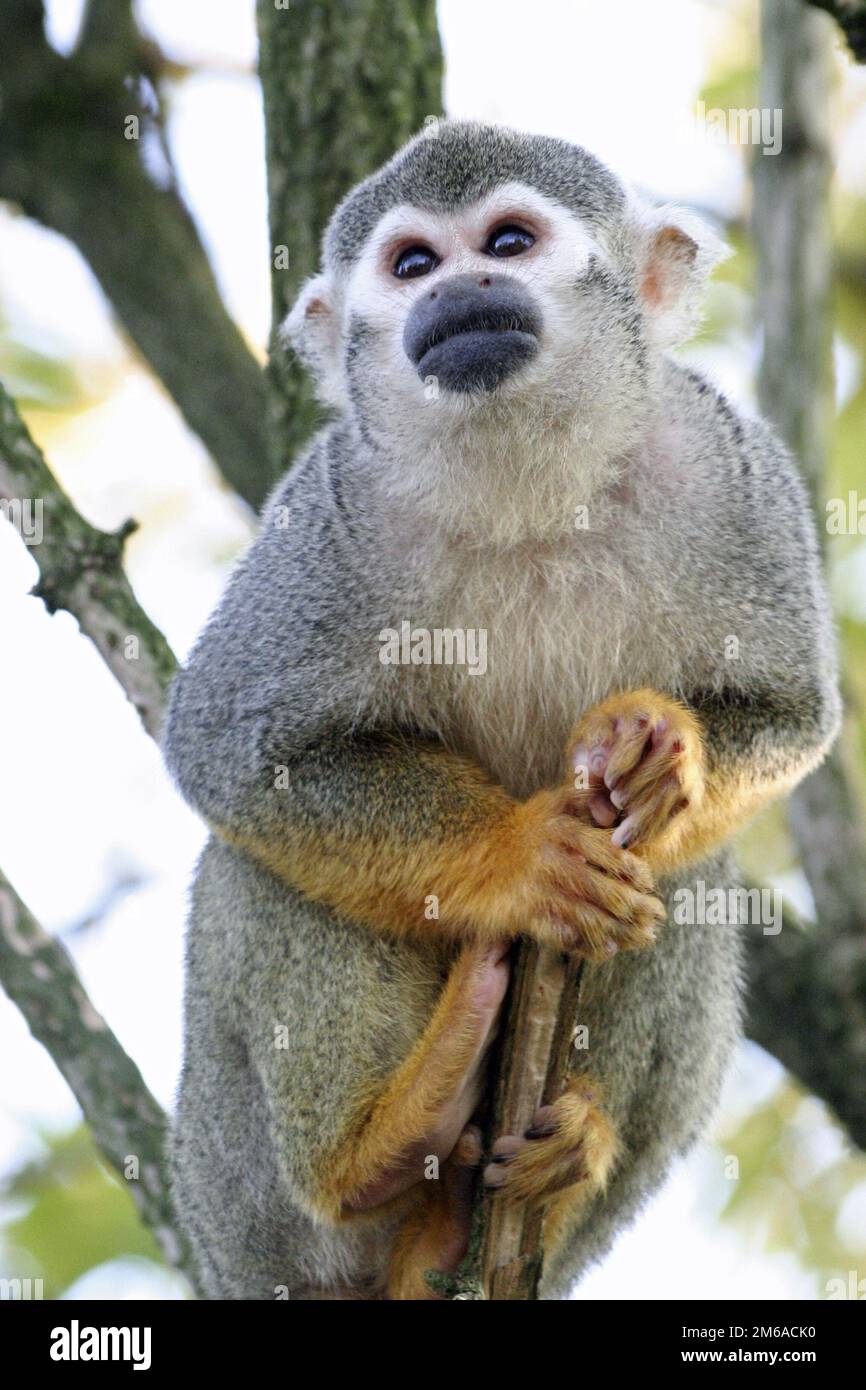 Monkey ear hi-res stock photography and images - Alamy