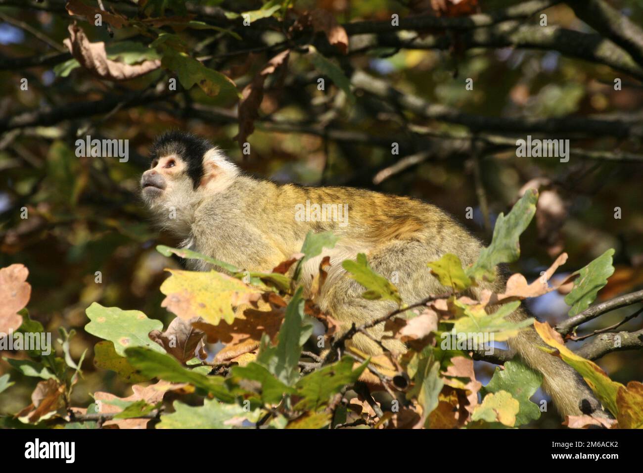 Monkey head profile hi-res stock photography and images - Alamy