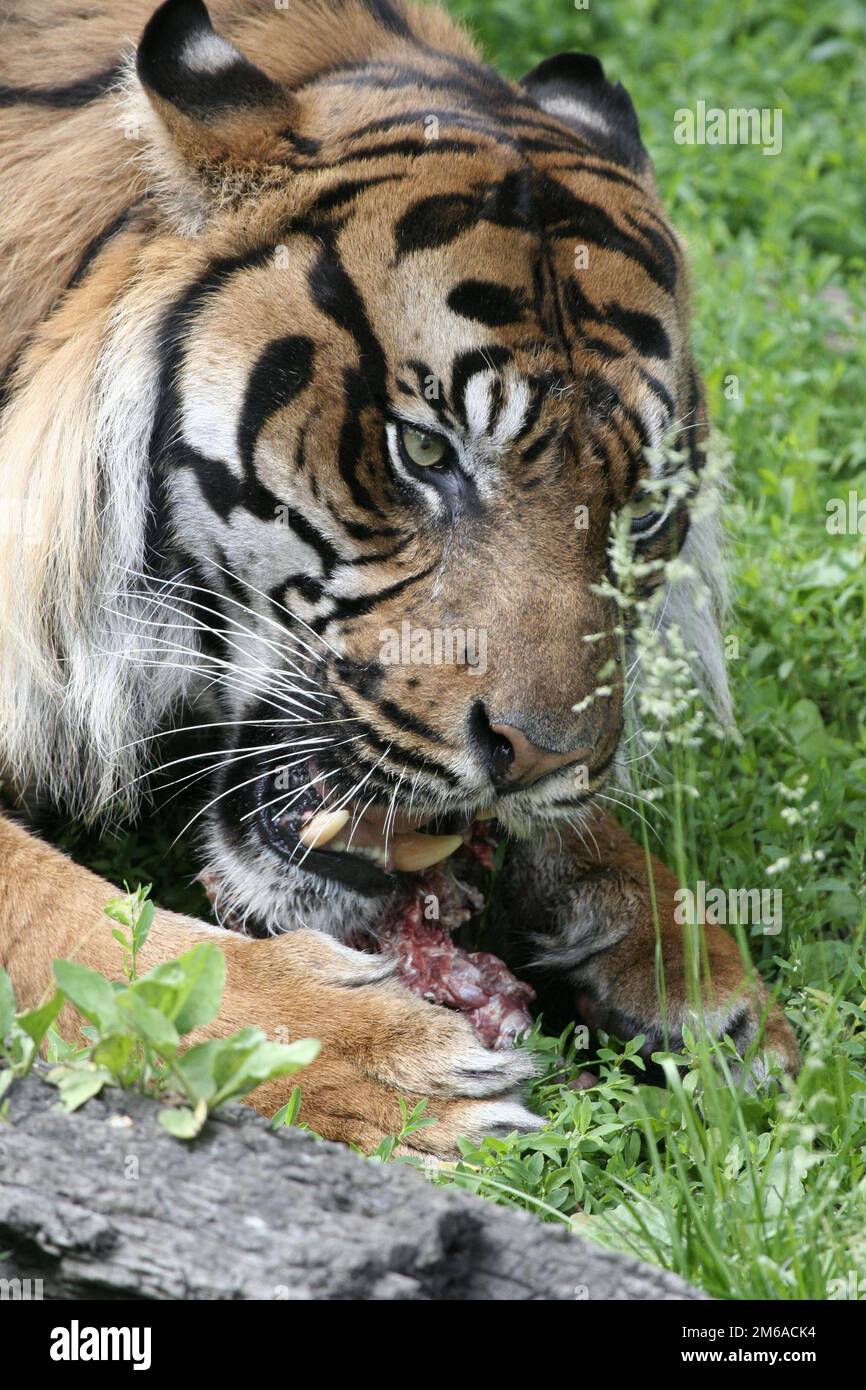 Tiger bone hi-res stock photography and images - Alamy
