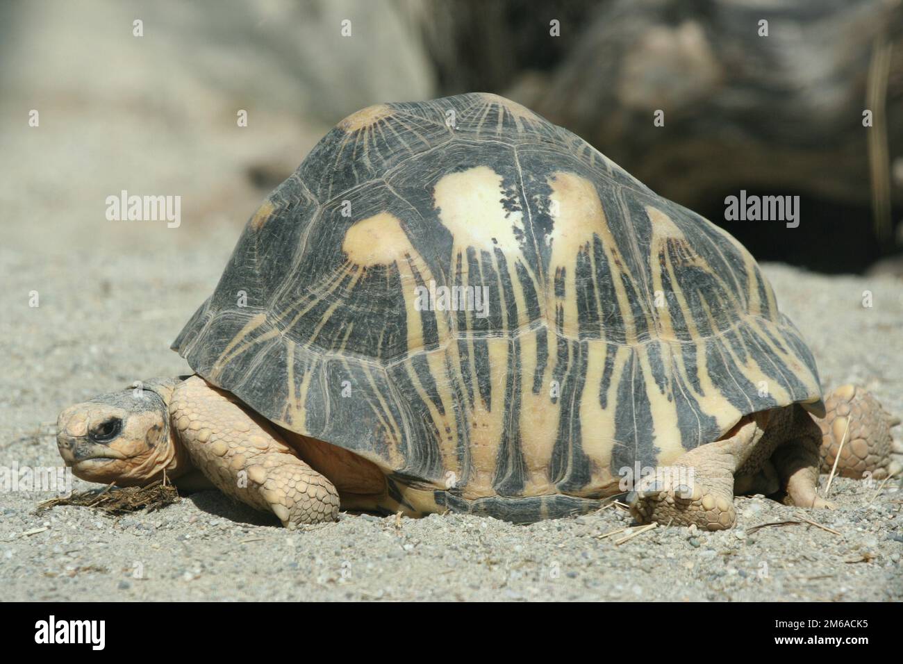 Turtle profile hi-res stock photography and images - Alamy