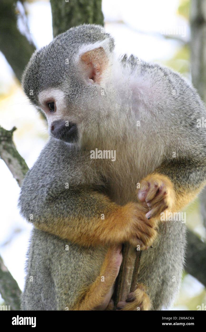 Monkey face expression hi-res stock photography and images - Alamy