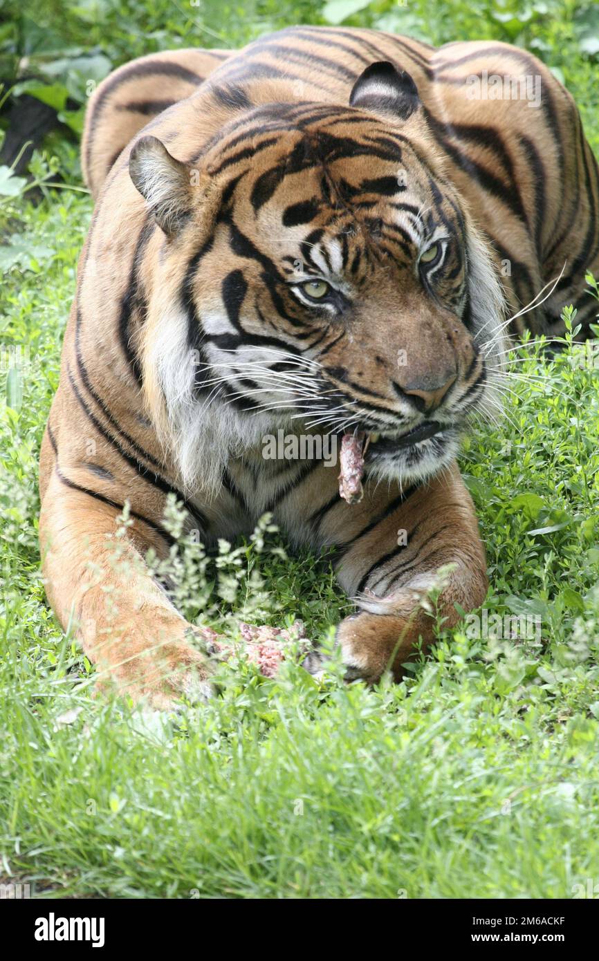 Tiger meat eat hi-res stock photography and images - Alamy