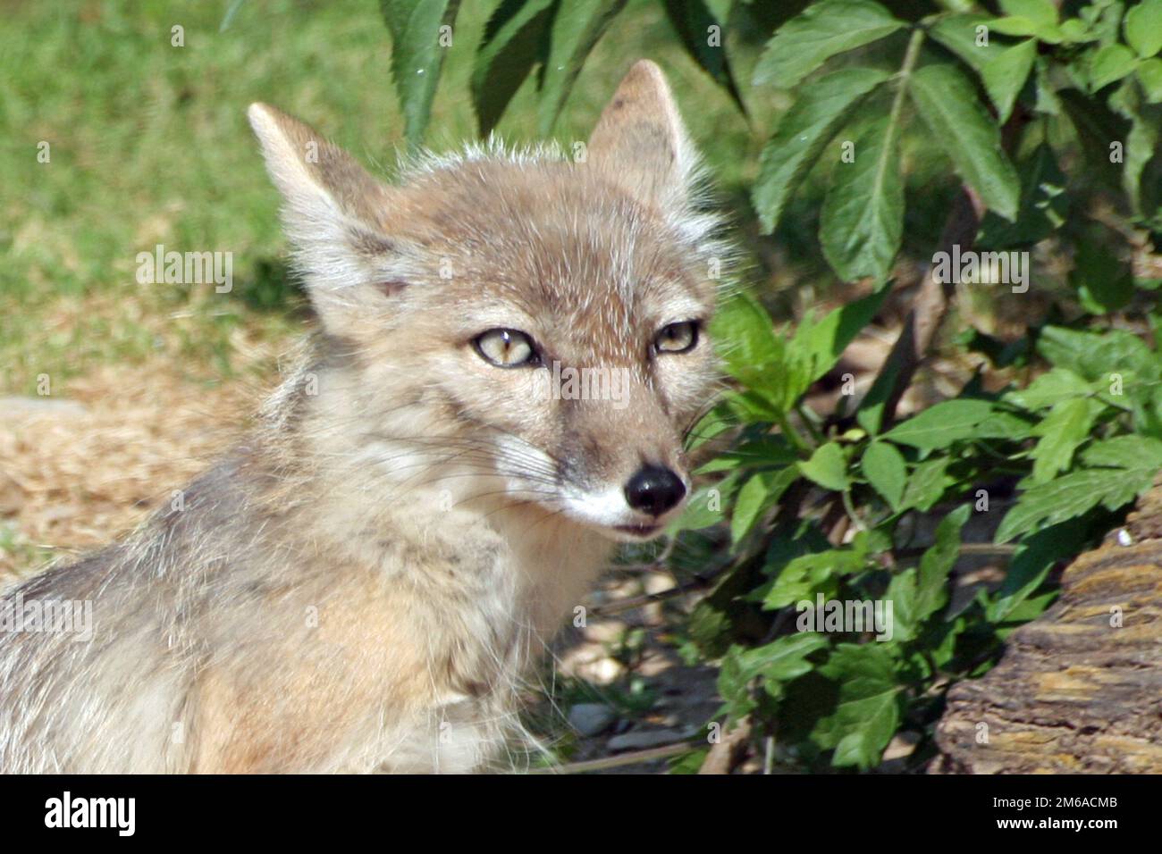 Korsak fox hi-res stock photography and images - Alamy