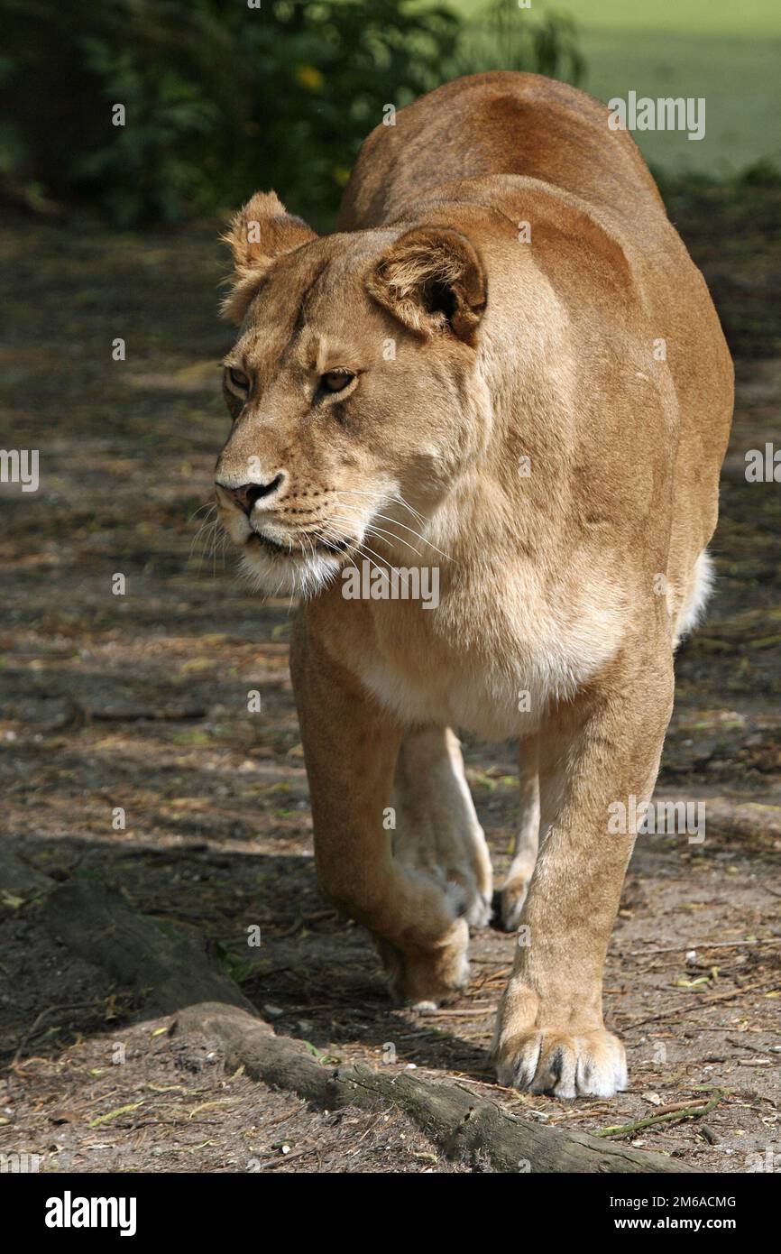Lion body and legs hi-res stock photography and images - Alamy