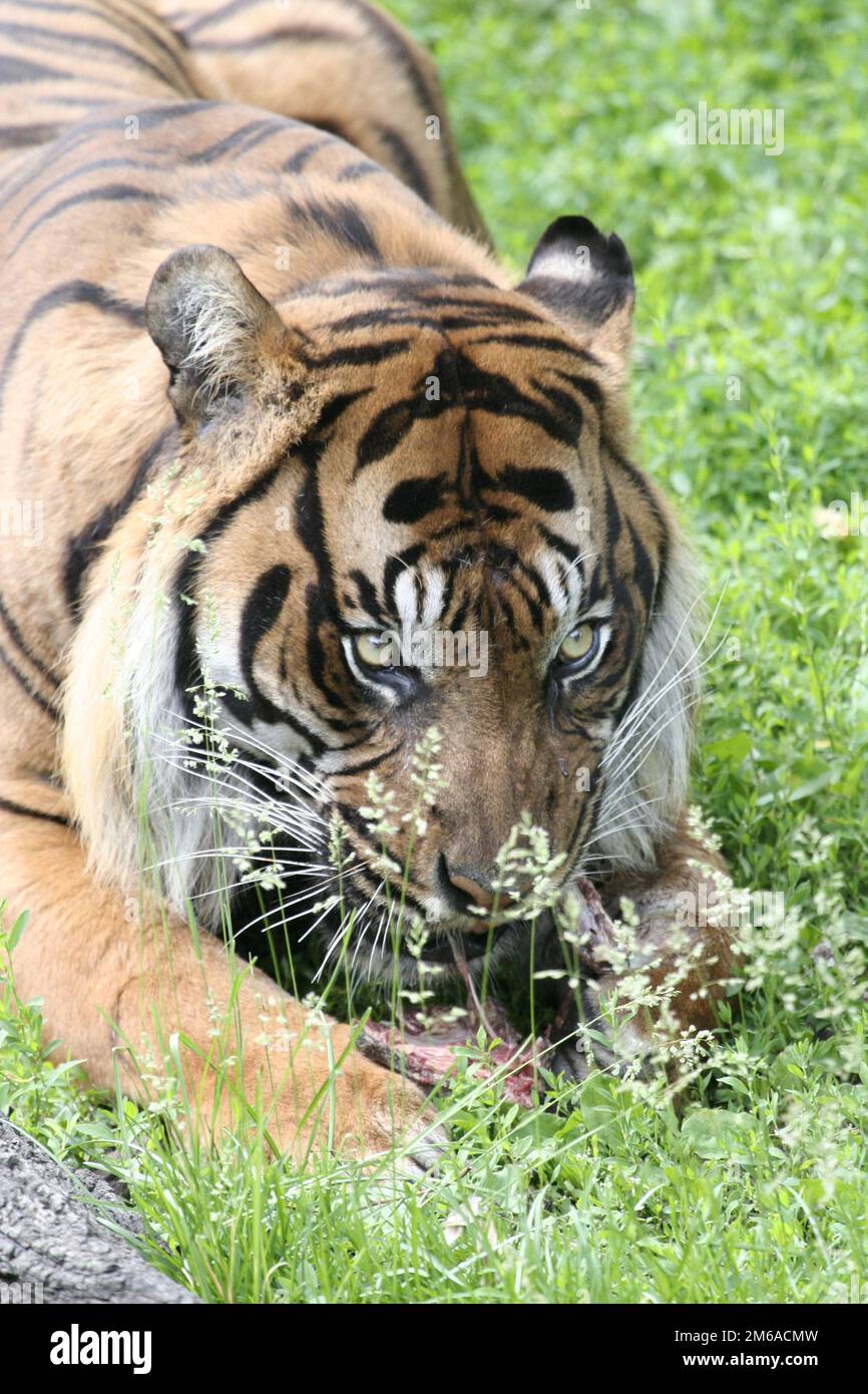 Tiger bone hi-res stock photography and images - Alamy