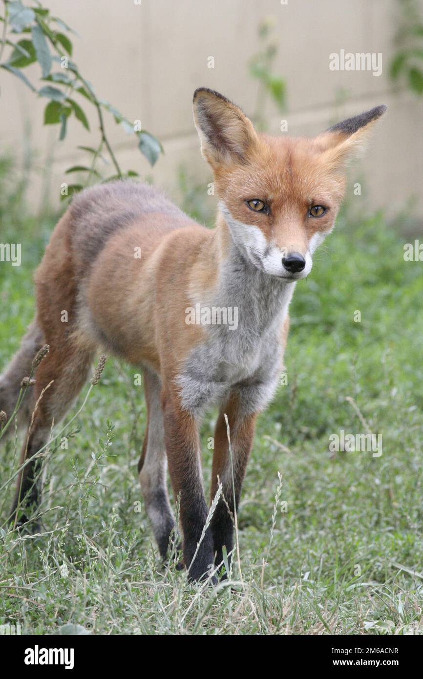 Chase fox hi-res stock photography and images - Alamy