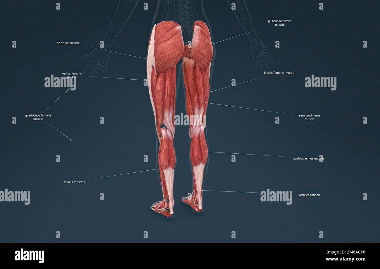 Flexion of thigh hi-res stock photography and images - Alamy