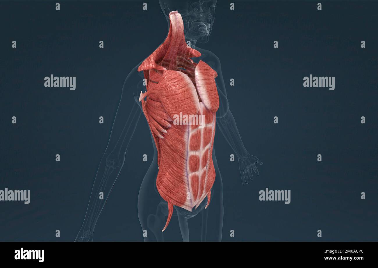 Synergist muscle hi-res stock photography and images - Alamy