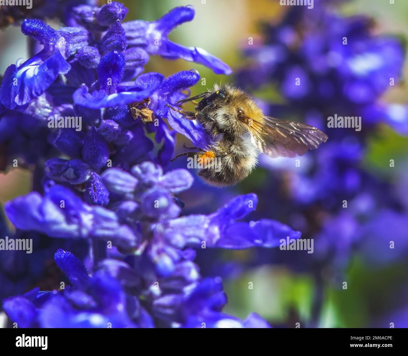 Macro of a common carder bee flying to a purple sage flower blossom ...