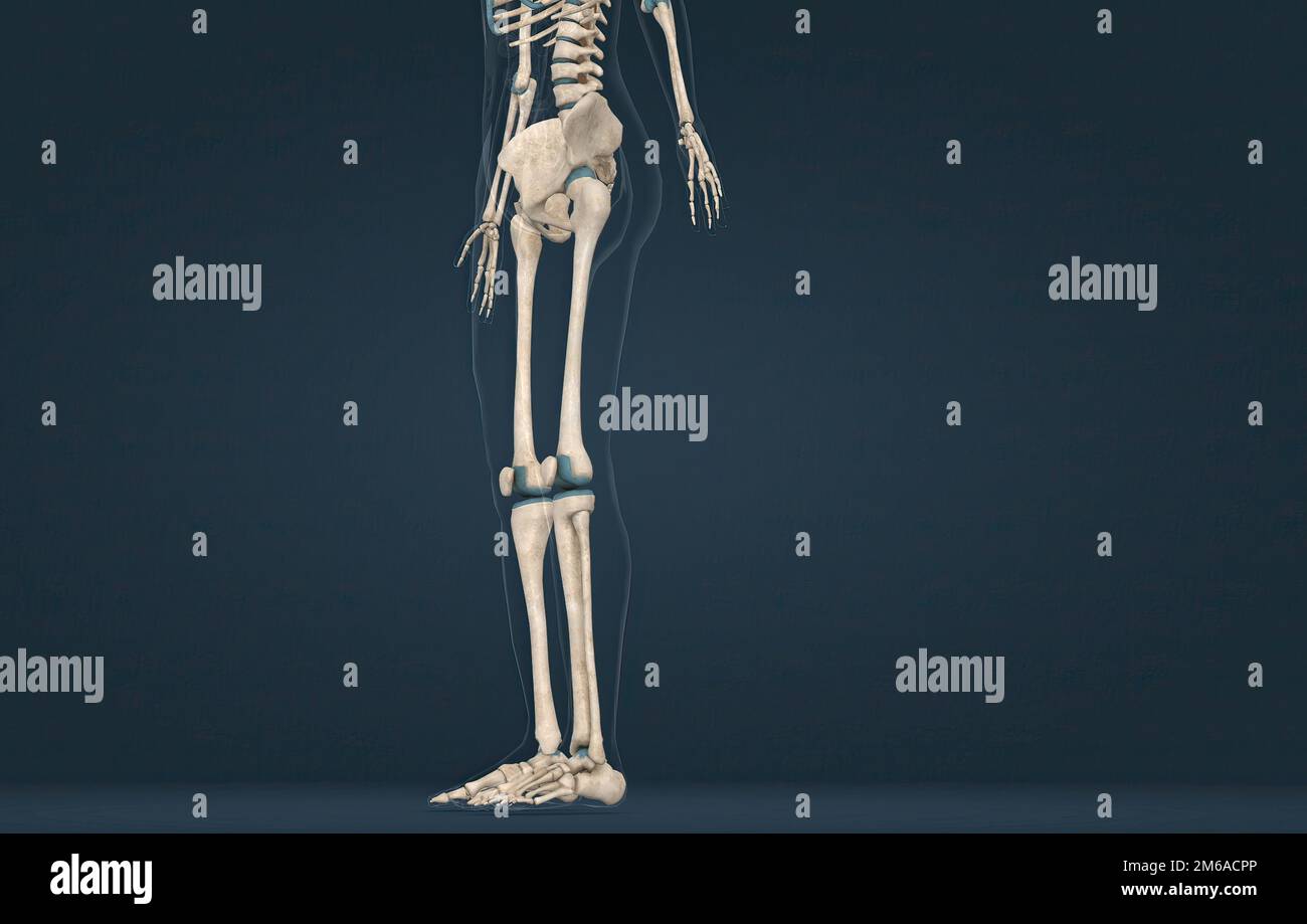 Pectoral Girdle And Upper Limb Overview And Surface