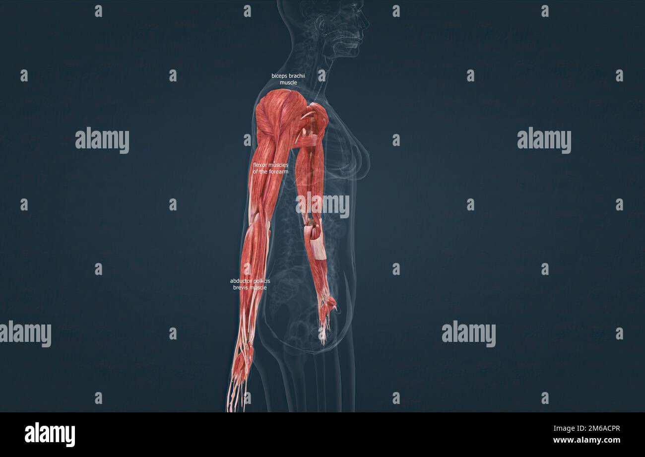 The Muscles That Move The Forearm Are Located Along The Humerus, Which ...