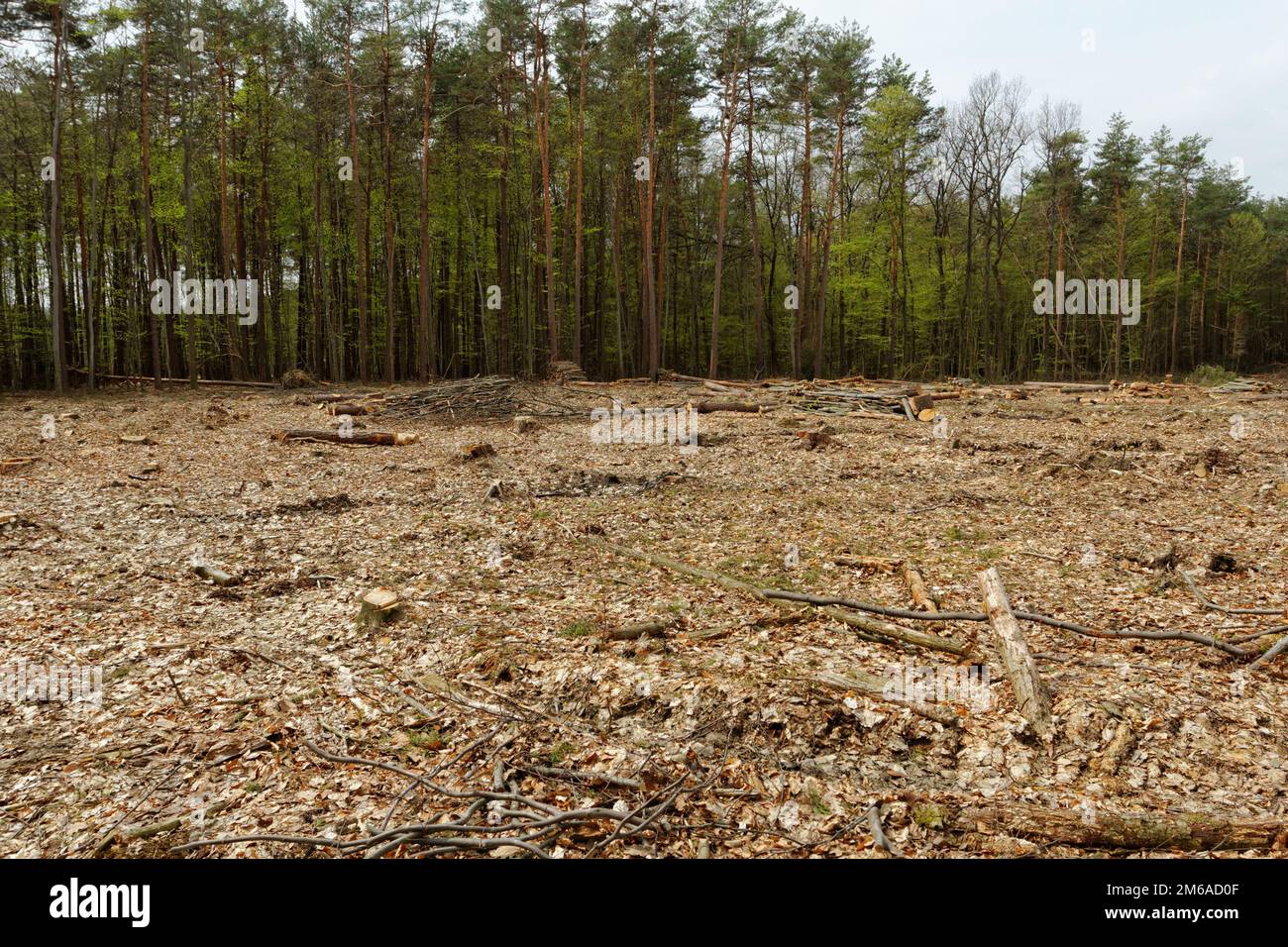 Industrial deforestation and logging Stock Photo - Alamy
