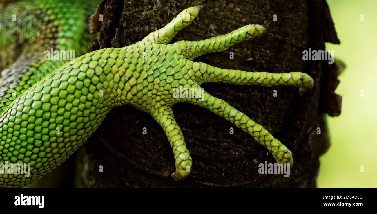 Feet on tree hi-res stock photography and images - Alamy