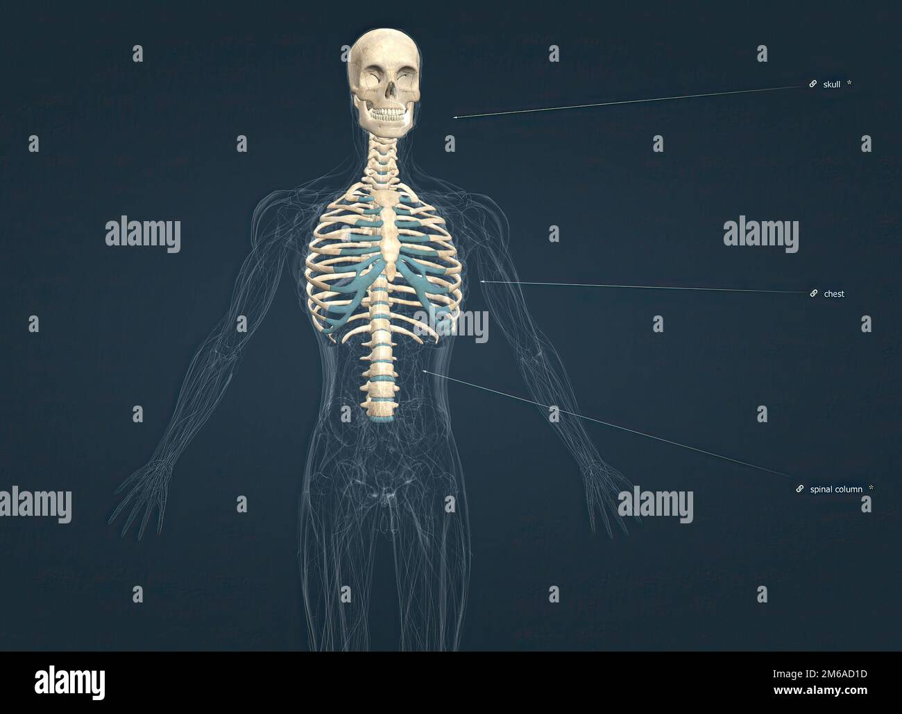 Thoracic spine vertebrae fracture hi-res stock photography and images ...