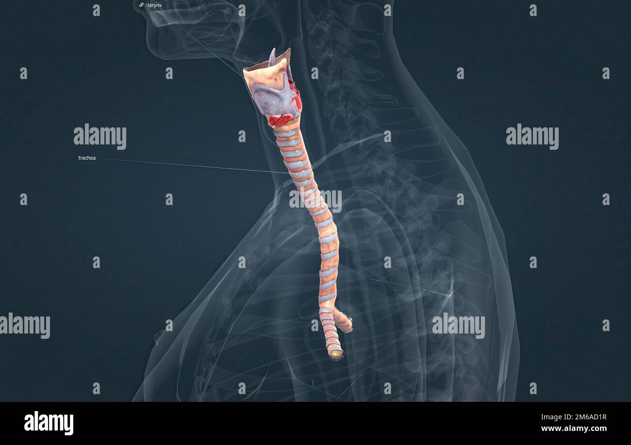Cartilages of larynx hi-res stock photography and images - Alamy