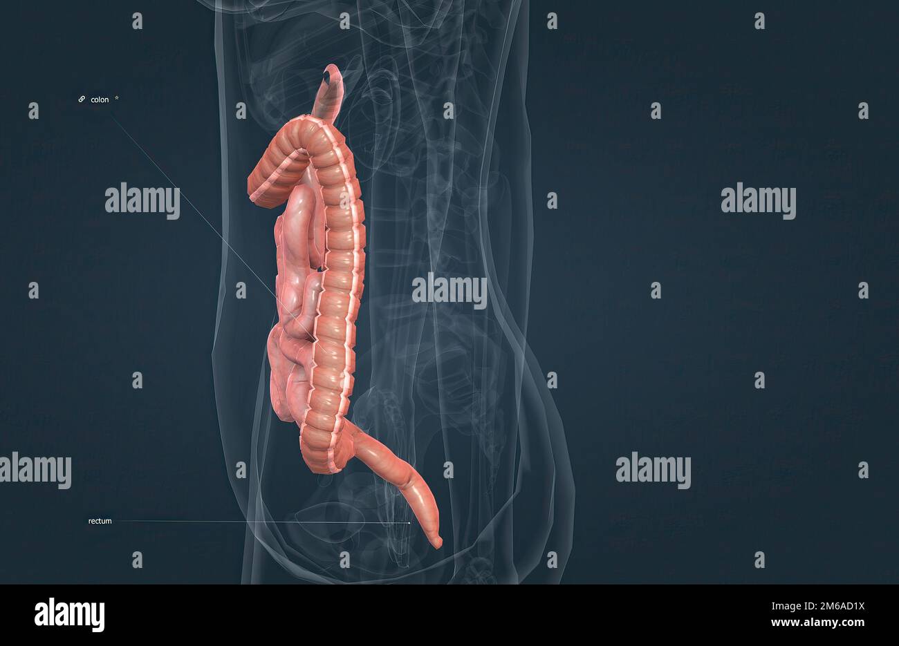 Sigmoid artery hi-res stock photography and images - Alamy