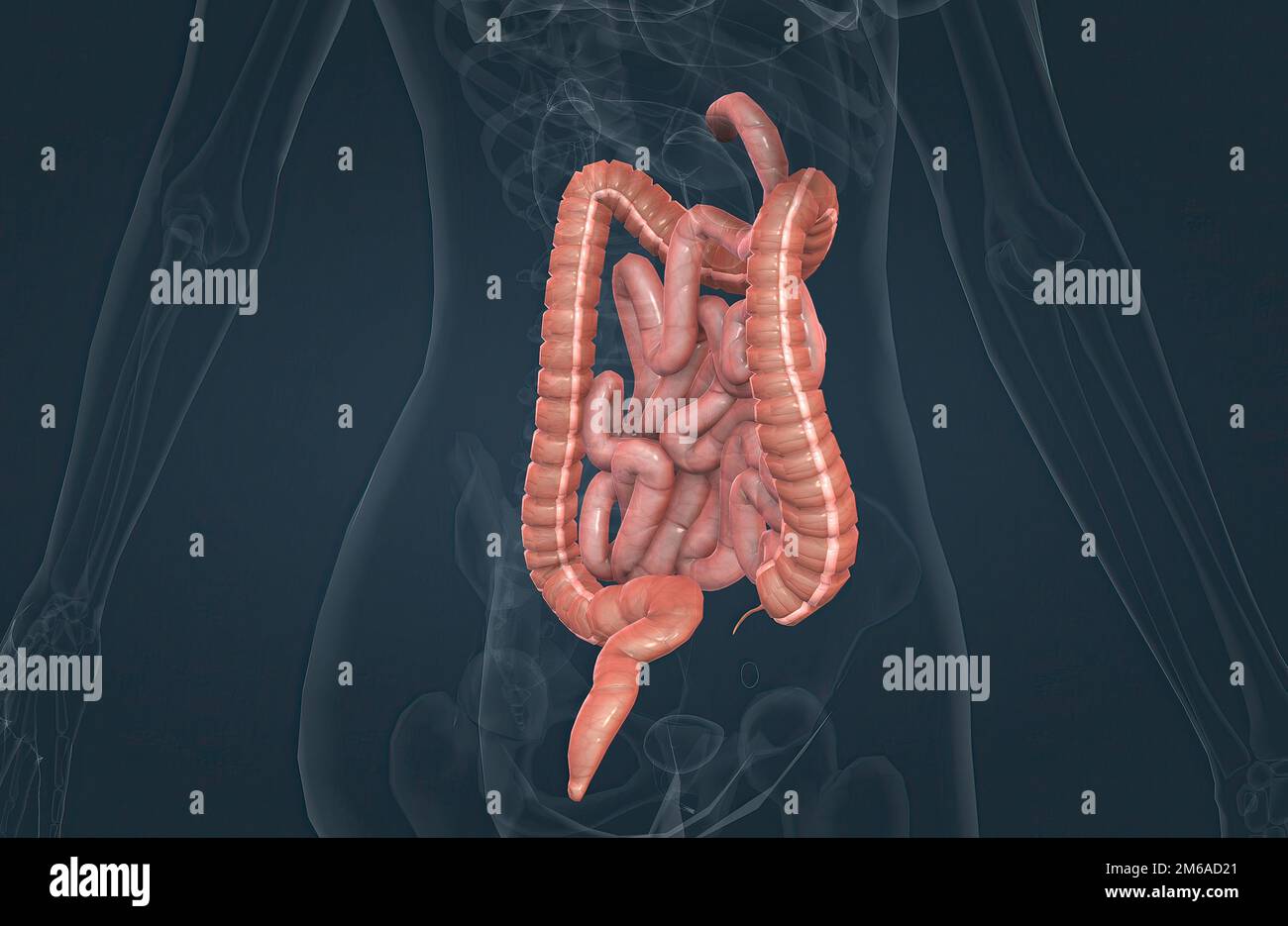 Peristalsis intestinal hi-res stock photography and images - Alamy