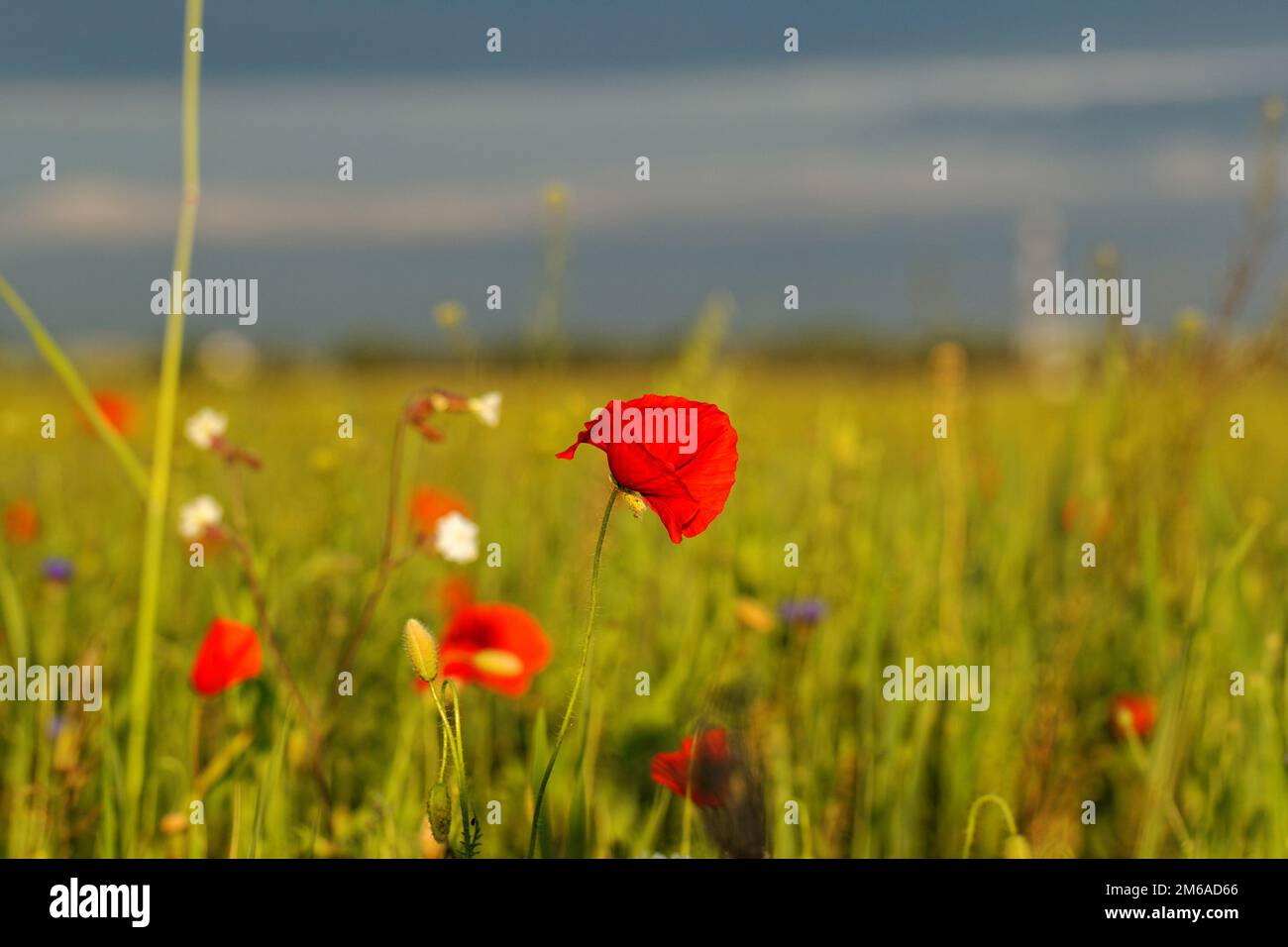 Huge red colored poppy field Stock Photo - Alamy