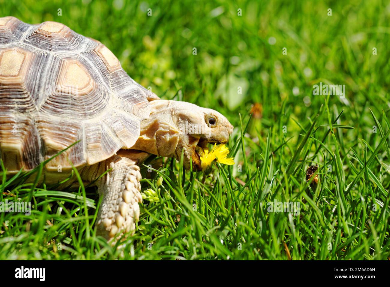 Exotic tortoise hi-res stock photography and images - Alamy
