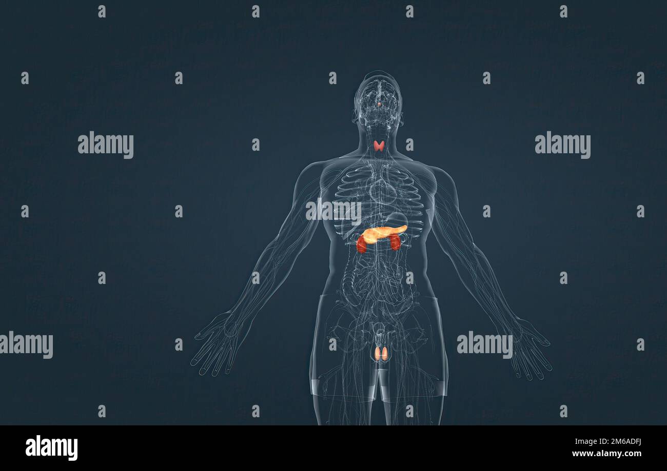 Endocrine system glands 3d hi-res stock photography and images - Alamy
