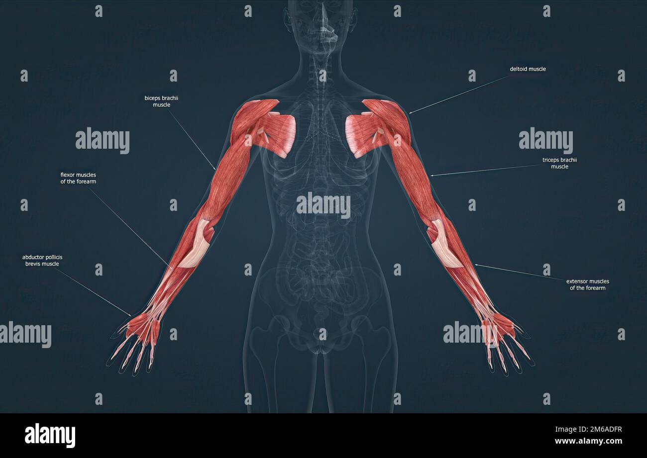 Brachioradialis muscle anatomy hi-res stock photography and images - Alamy
