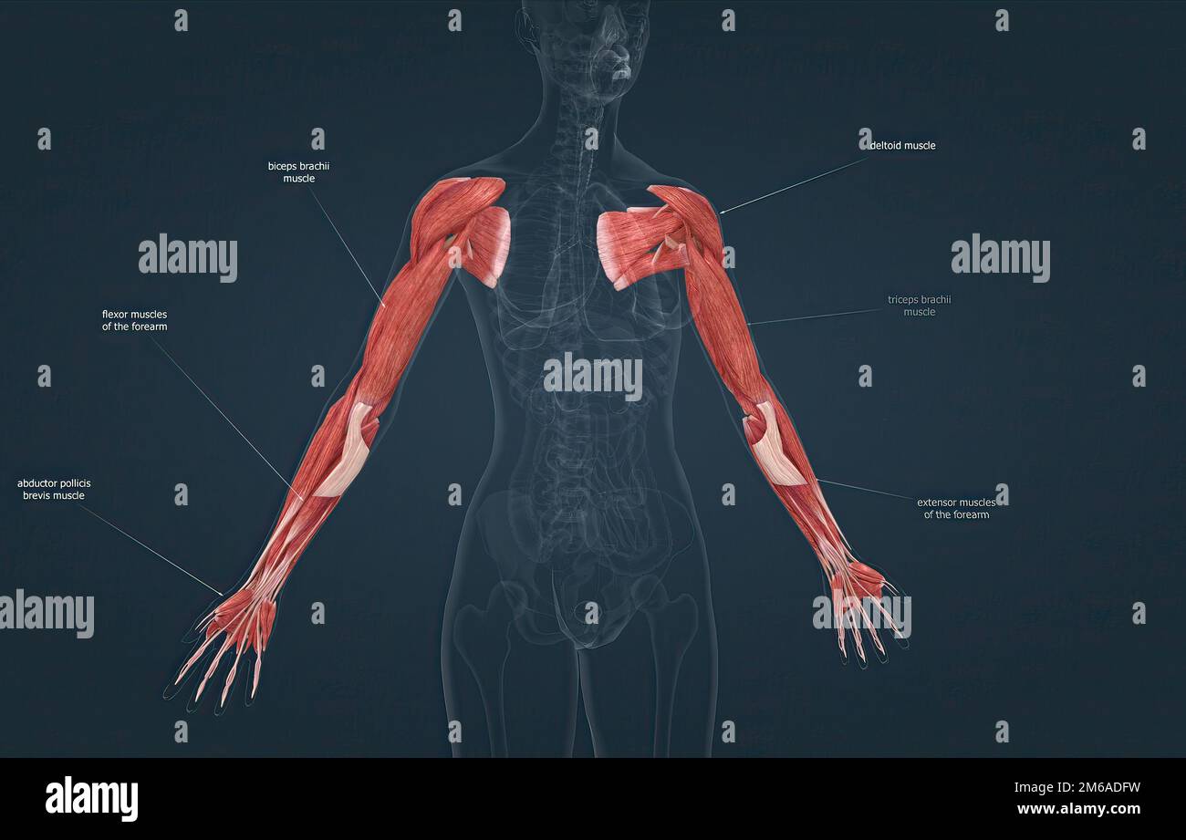 Brachialis muscle anatomy hi-res stock photography and images - Alamy
