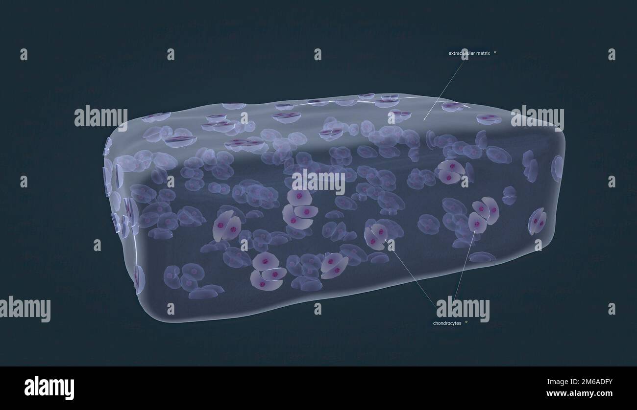 Histology of osteon hi-res stock photography and images - Alamy