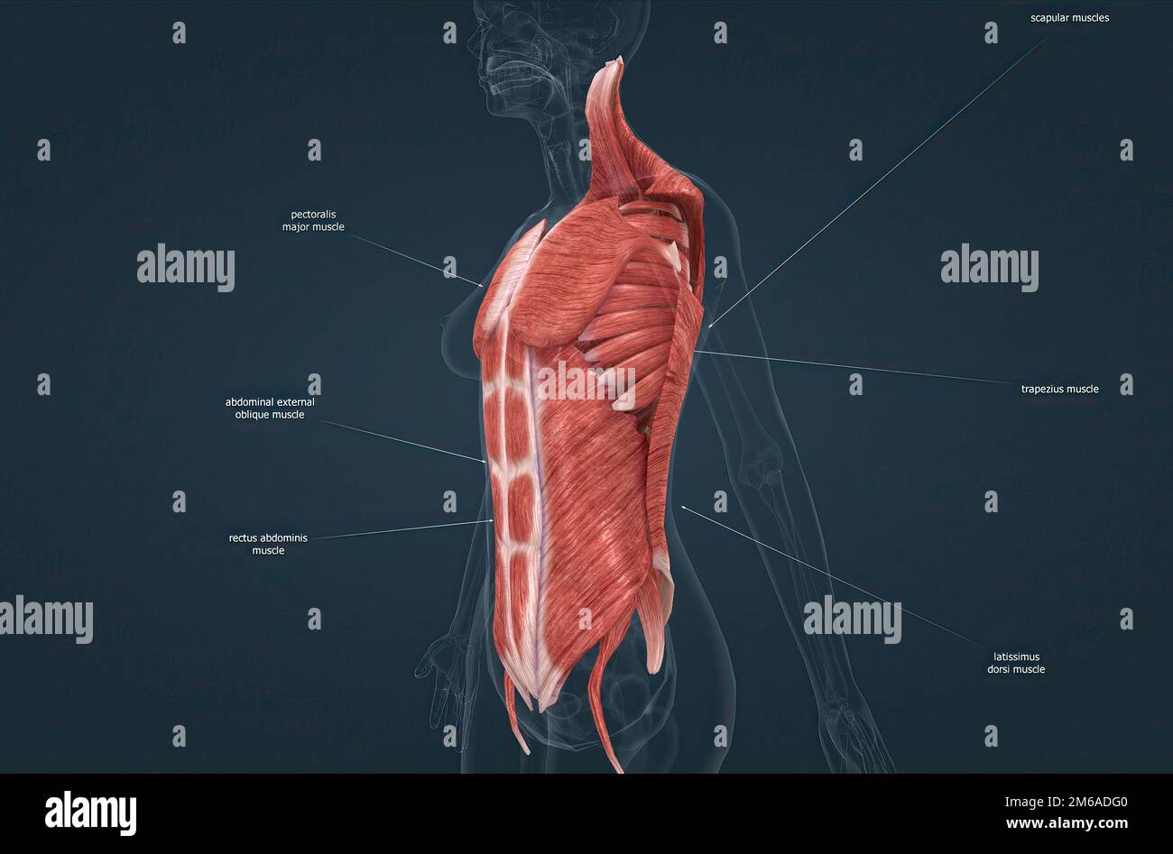 Extension of vertebral column hi-res stock photography and images - Alamy