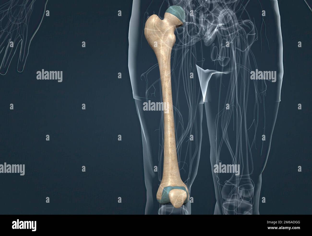 Anterior forearm bone hi-res stock photography and images - Alamy