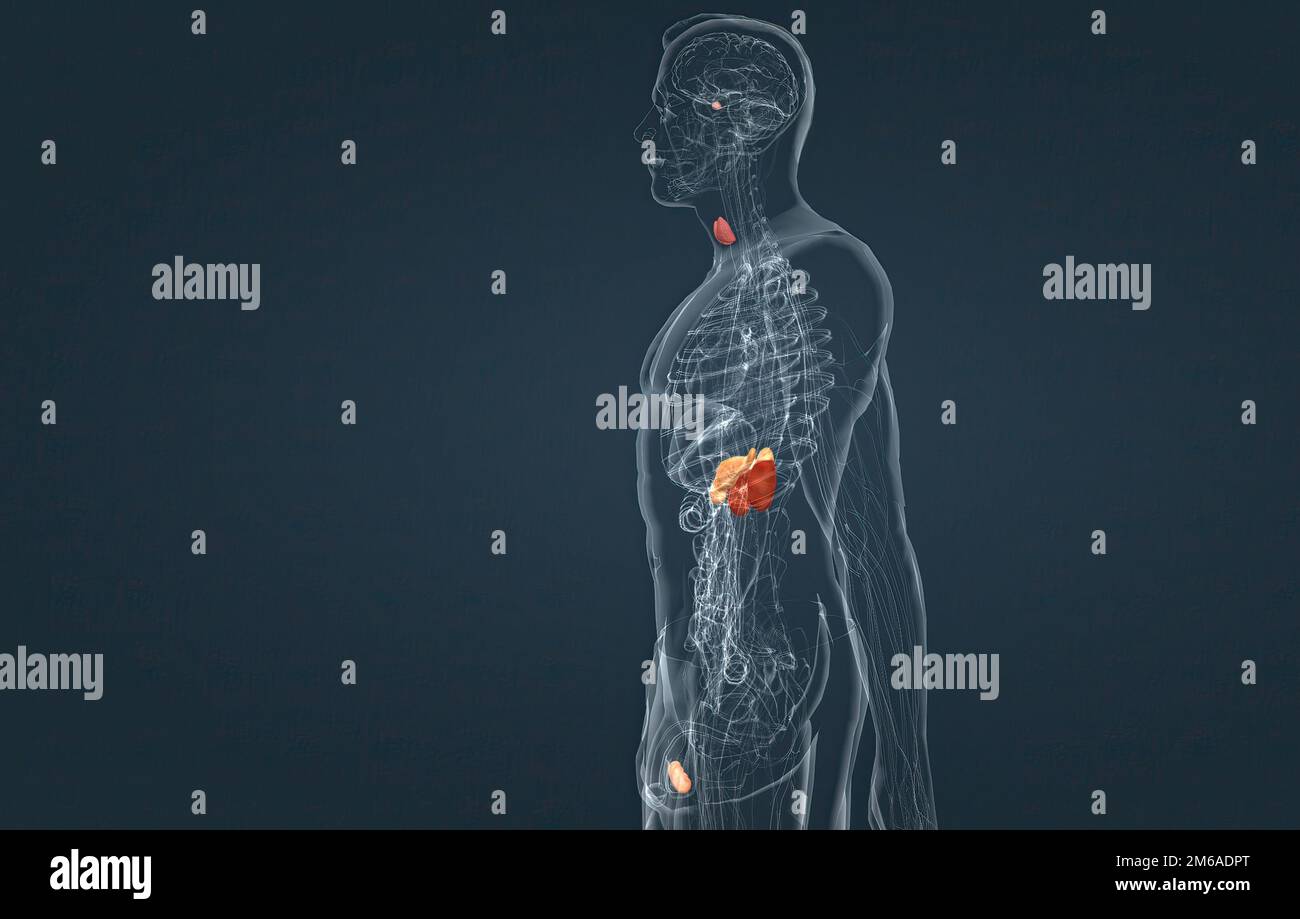 Endocrine system glands 3d hi-res stock photography and images - Alamy