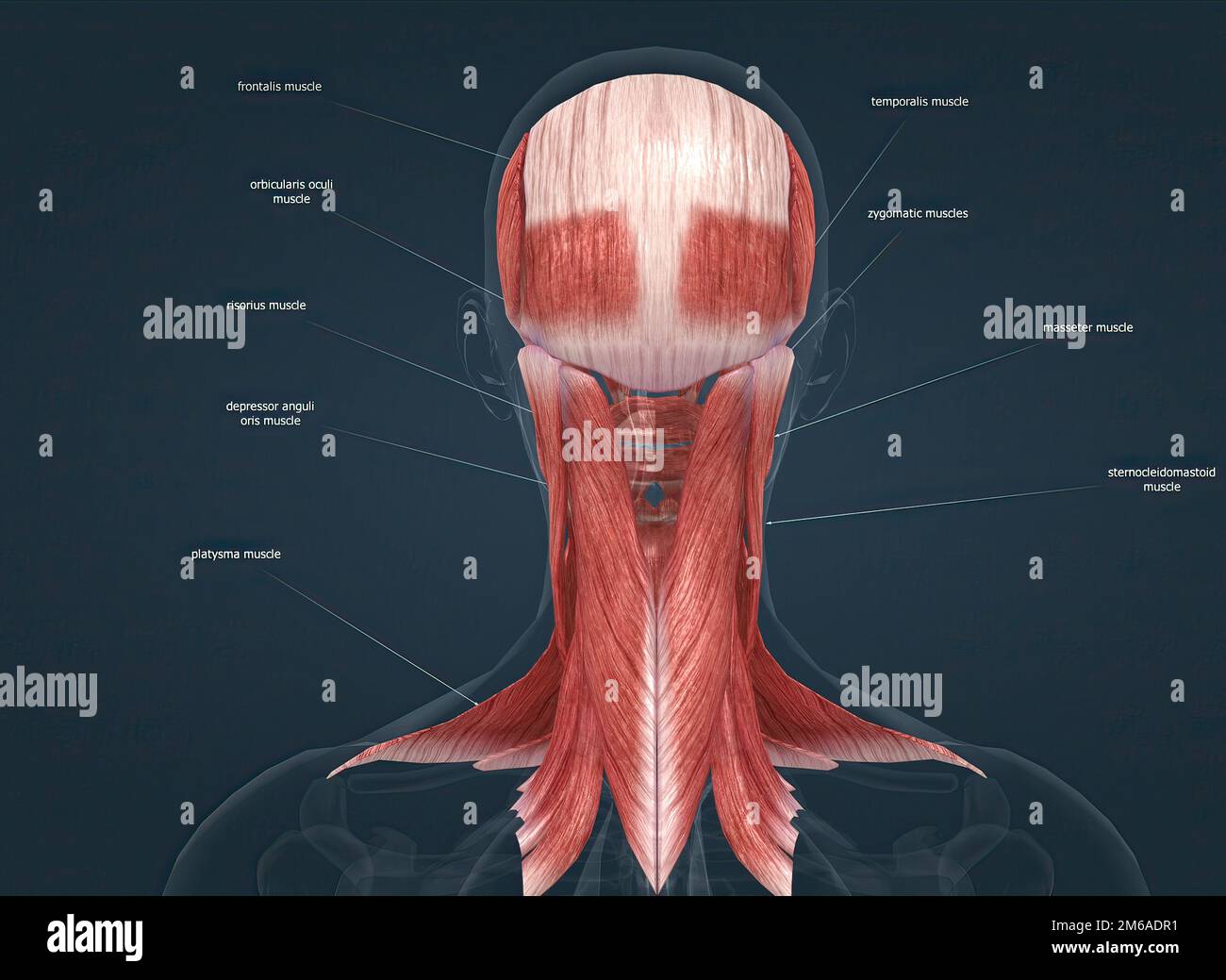 Female neck shoulder muscles anatomy hi-res stock photography and ...