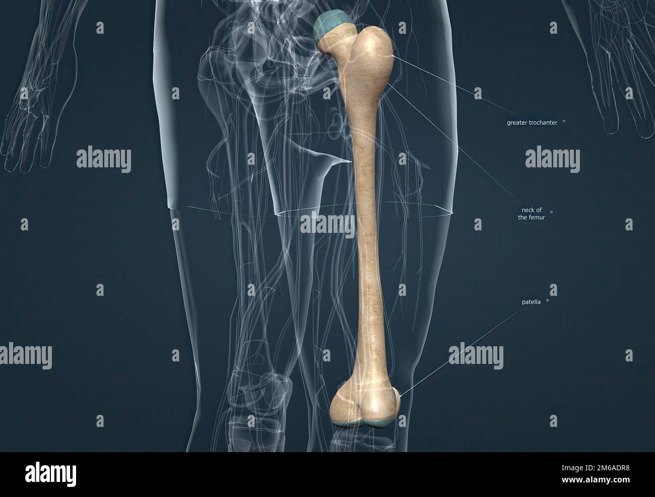 Anterior forearm bone hi-res stock photography and images - Alamy