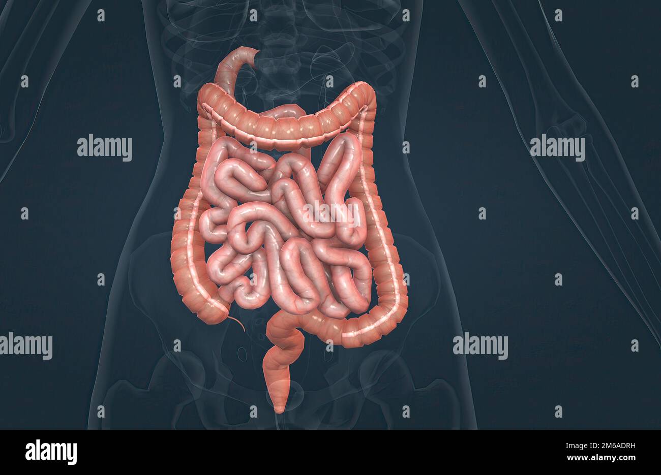 Peristalsis intestinal hi-res stock photography and images - Alamy