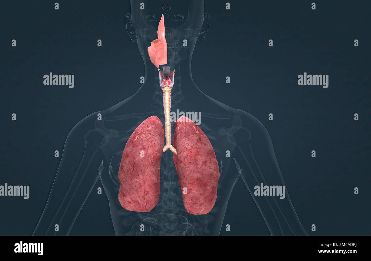 Intercostal vessels hi-res stock photography and images - Alamy