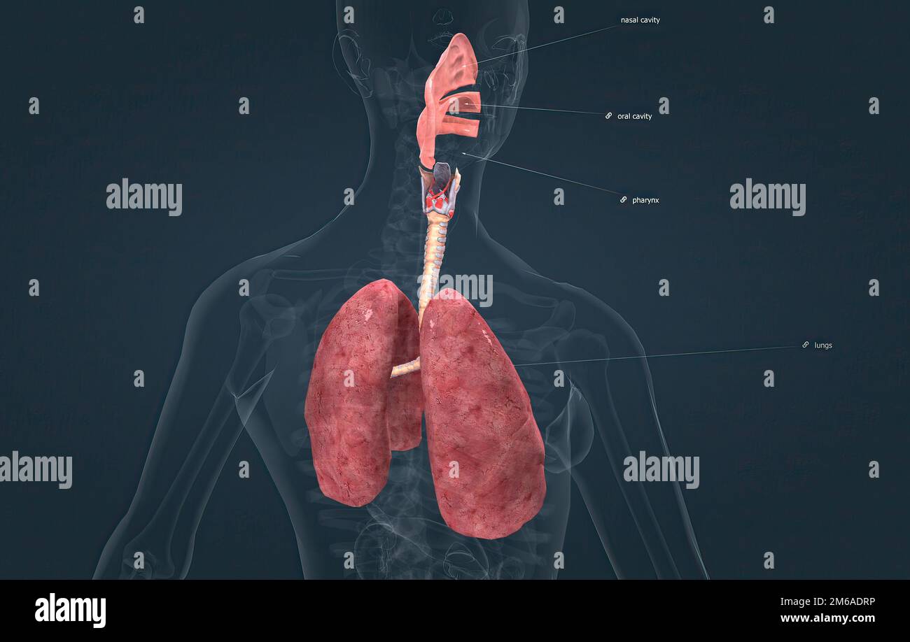 Intercostal vessels hi-res stock photography and images - Alamy