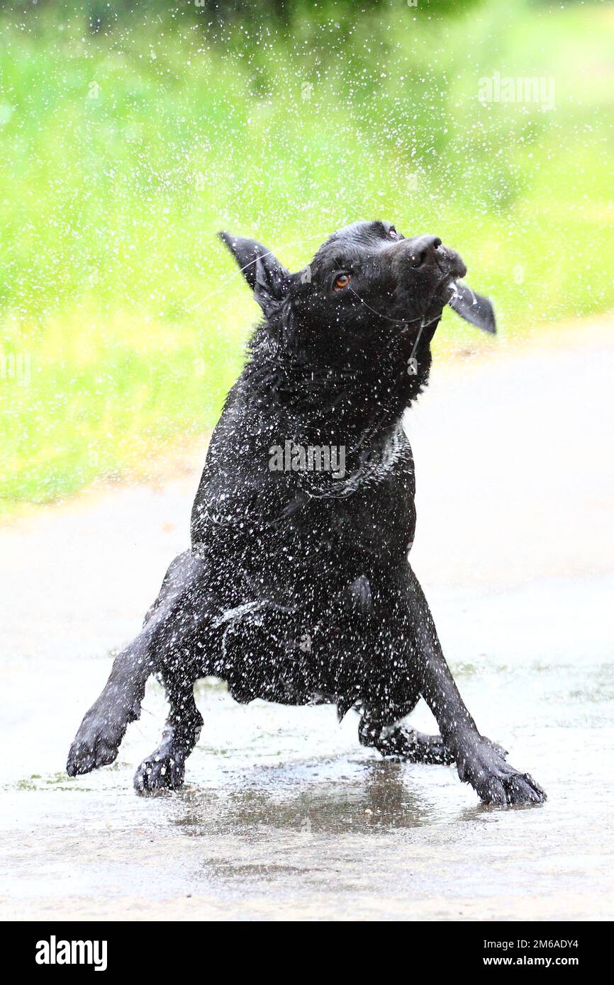 Young labrador retriever hi-res stock photography and images - Alamy