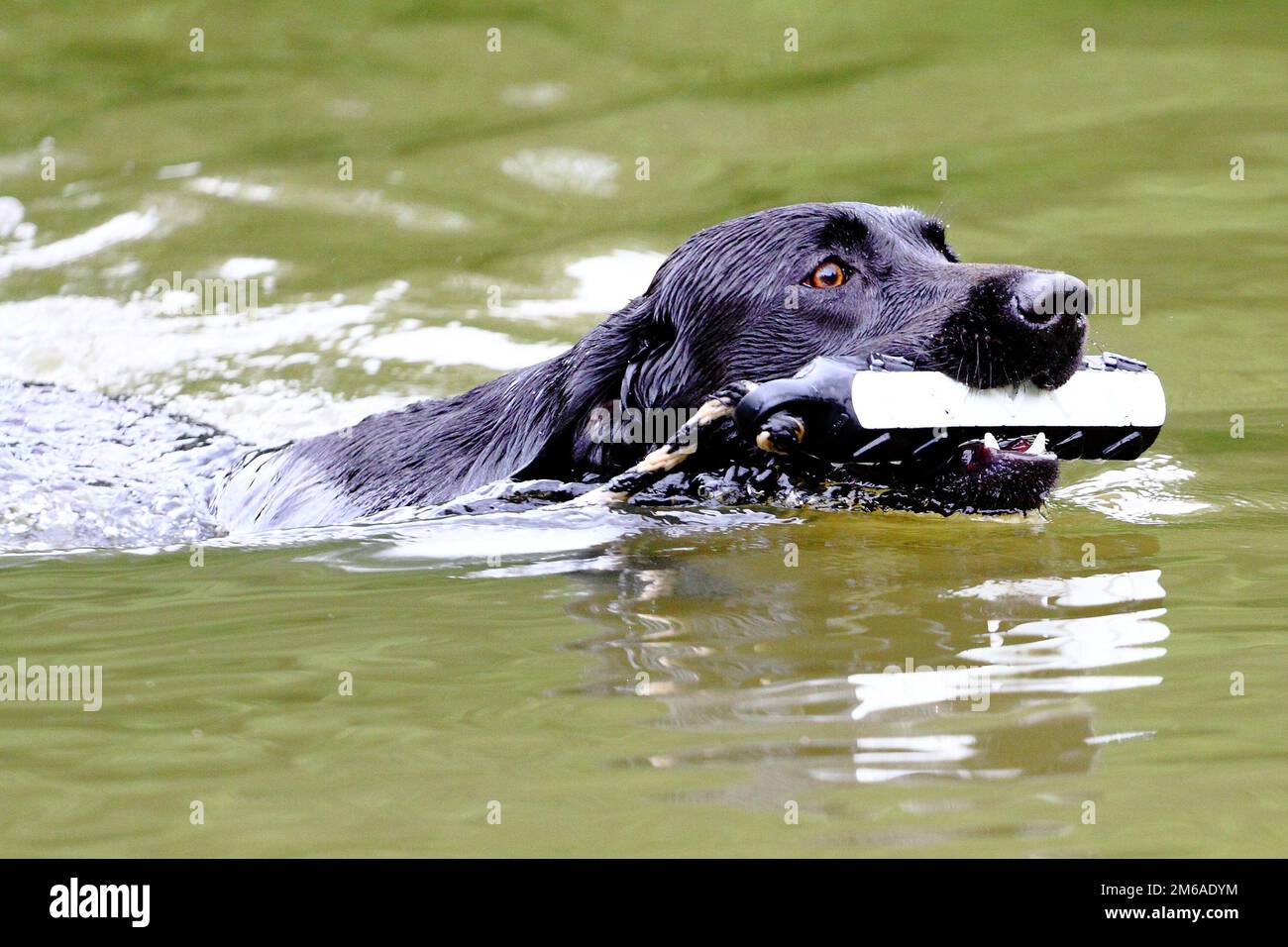 Working Labrador Retriever Stock Photo - Alamy