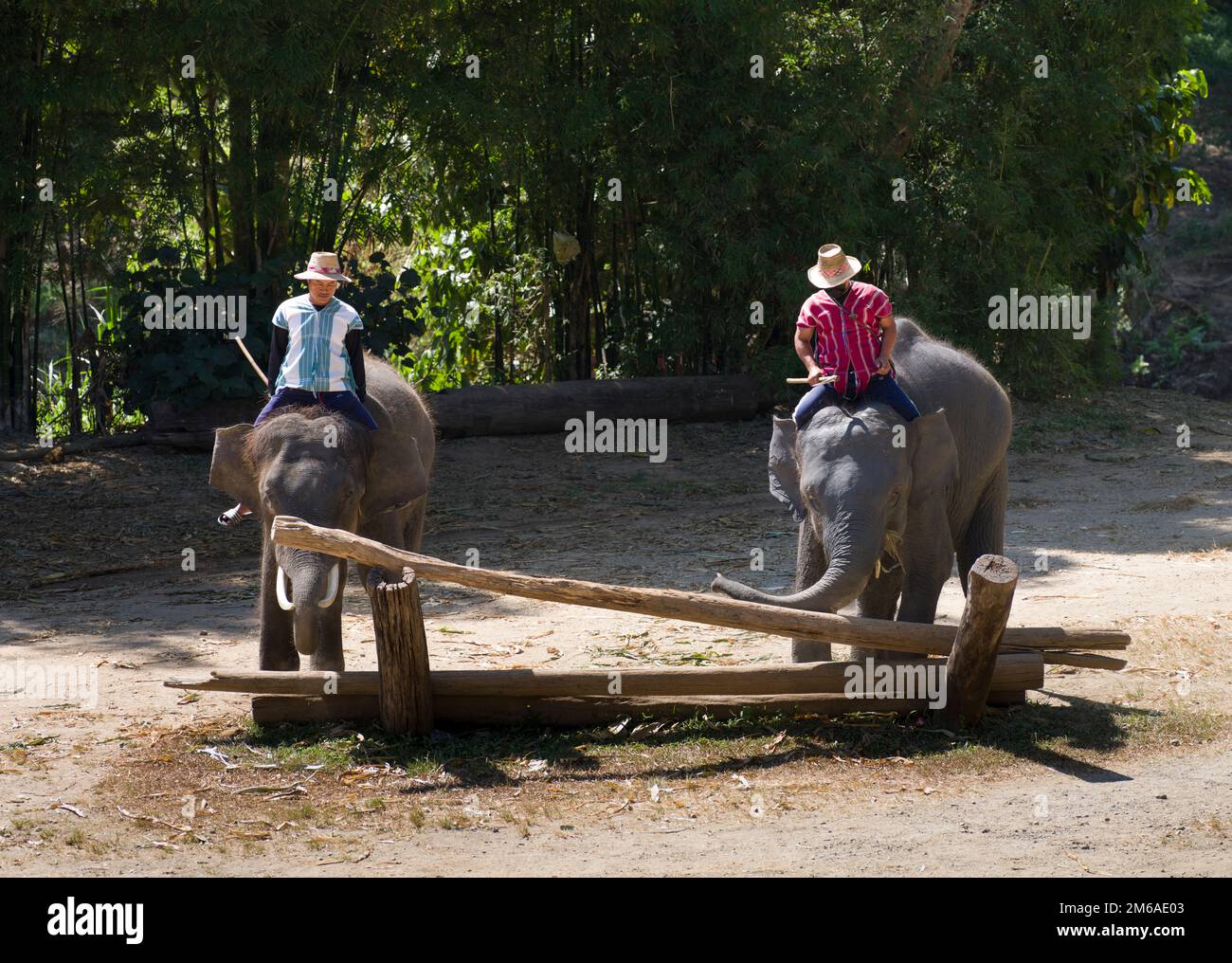 Chiang Mai, Thailand. November 13, 2022: Elephant show at Mae Sa ...