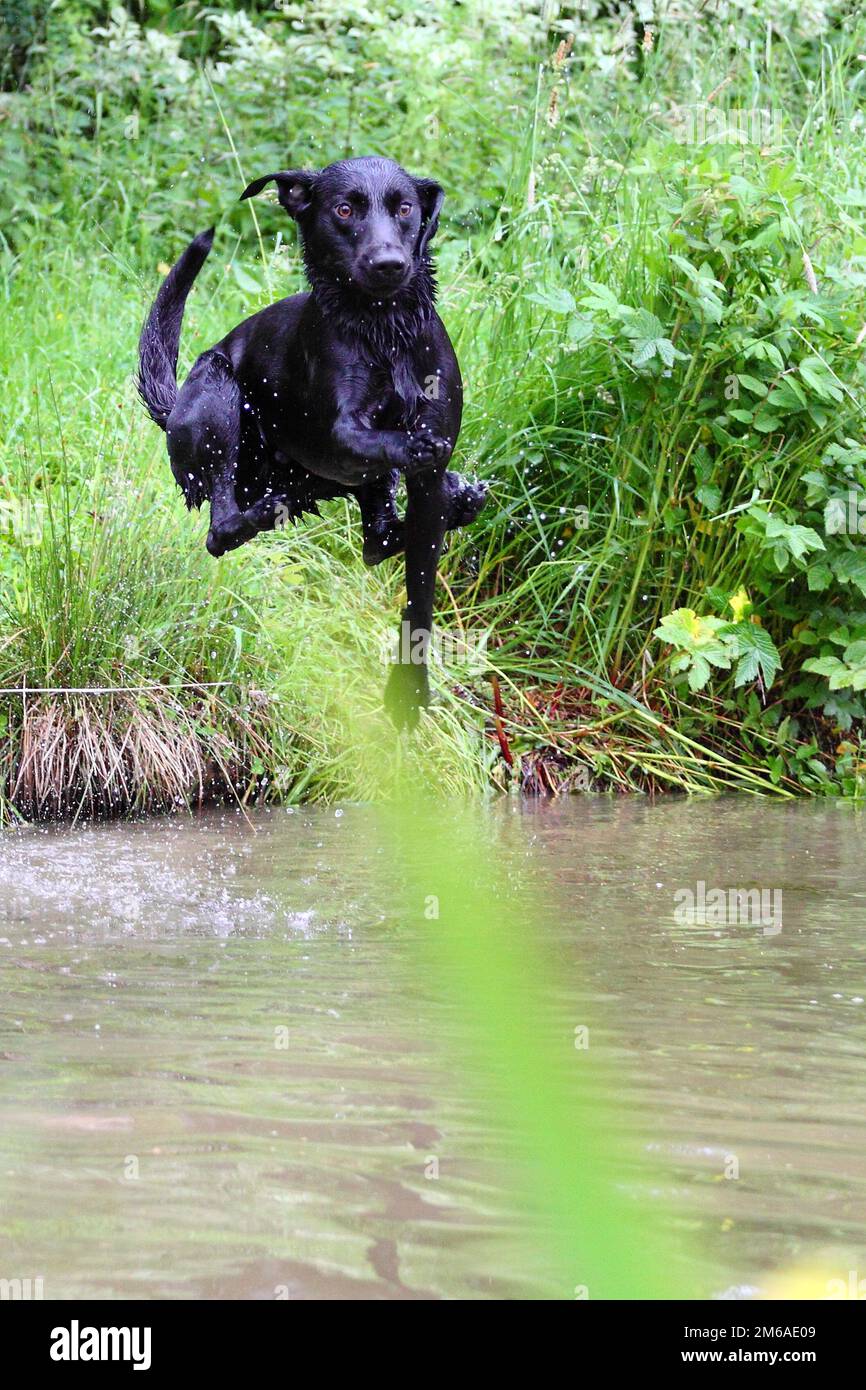 Young labrador retriever hi-res stock photography and images - Alamy