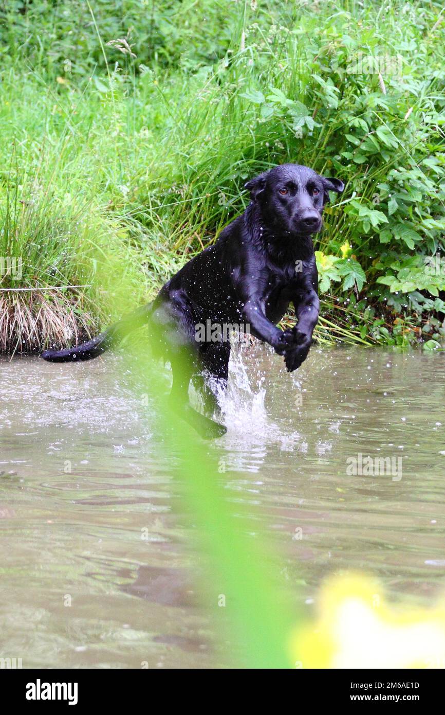 Young labrador retriever hi-res stock photography and images - Alamy