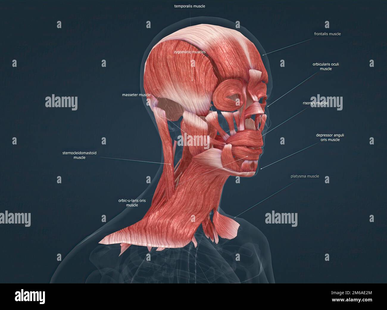 Synergist muscle hi-res stock photography and images - Alamy