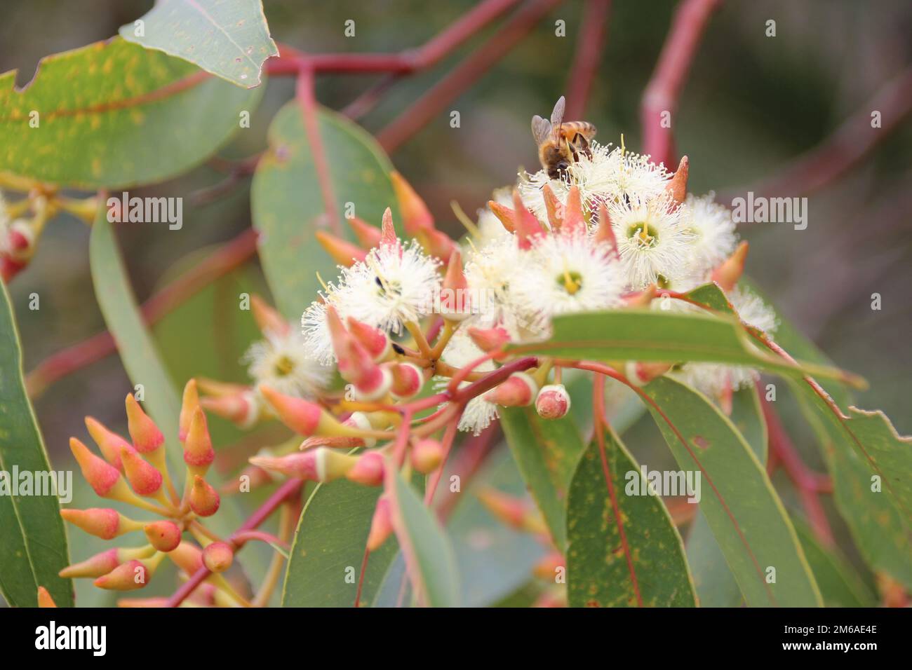 bee and wild flowers in perth in australia Stock Photo - Alamy