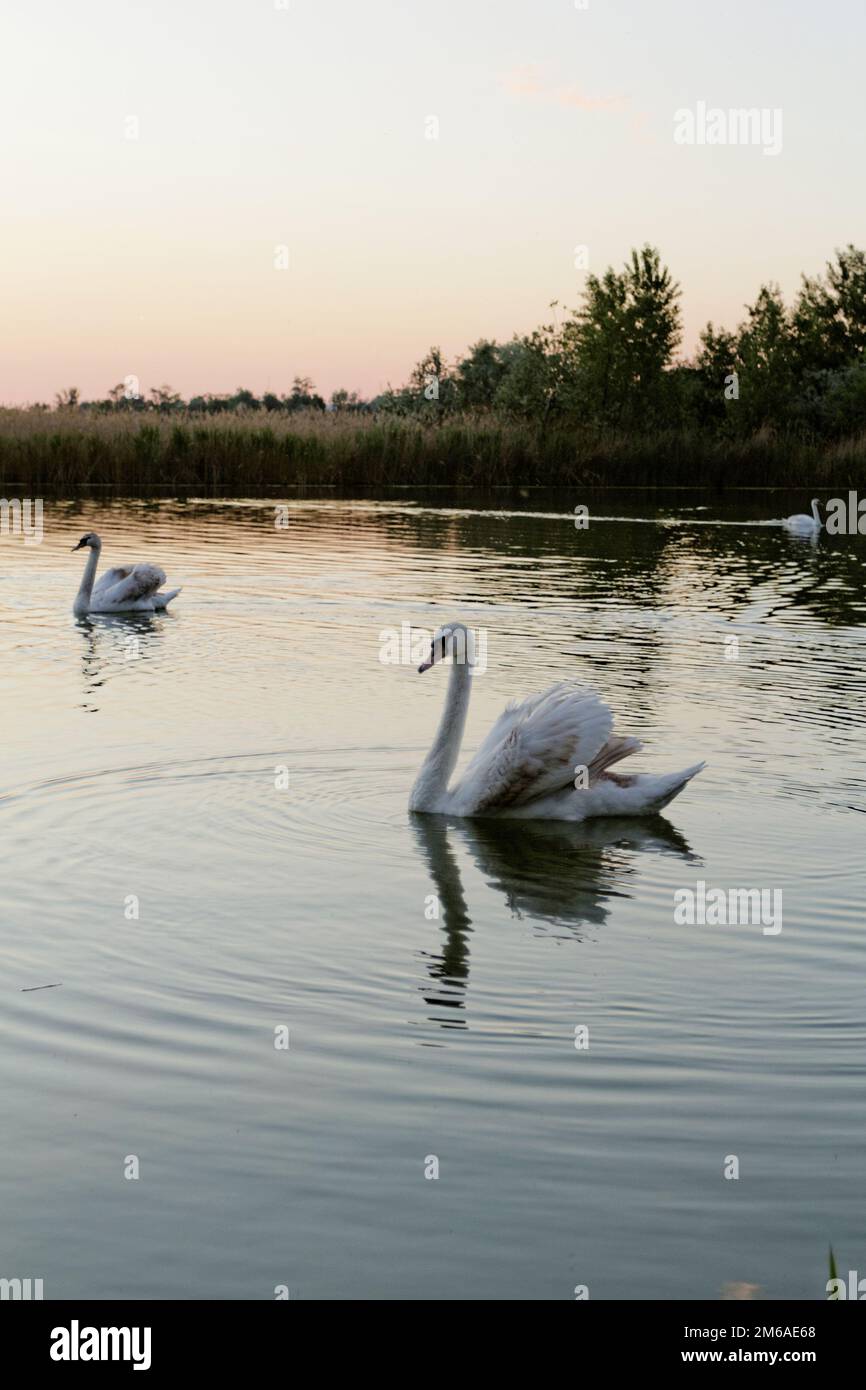 Lonely swan hi-res stock photography and images - Alamy