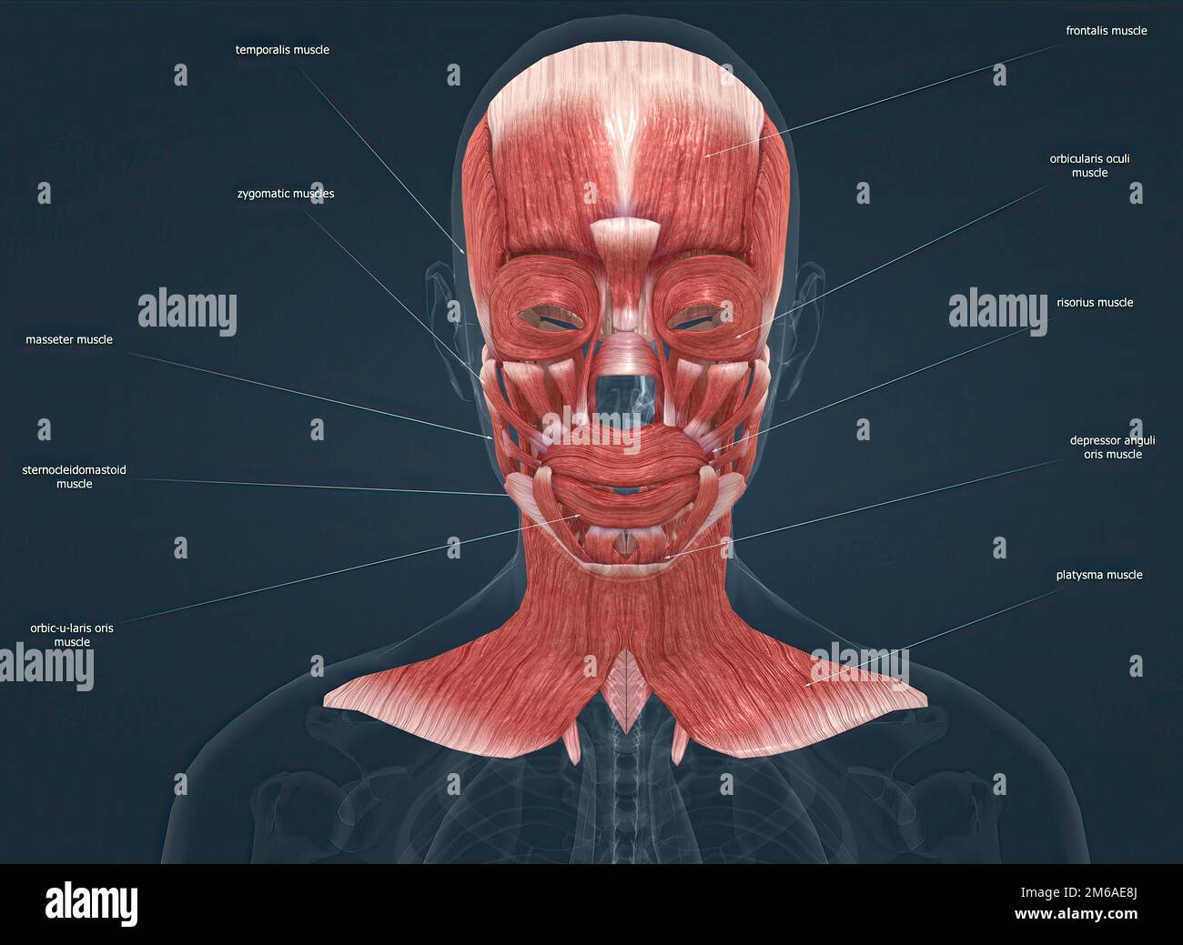 Female neck shoulder muscles anatomy hi-res stock photography and ...