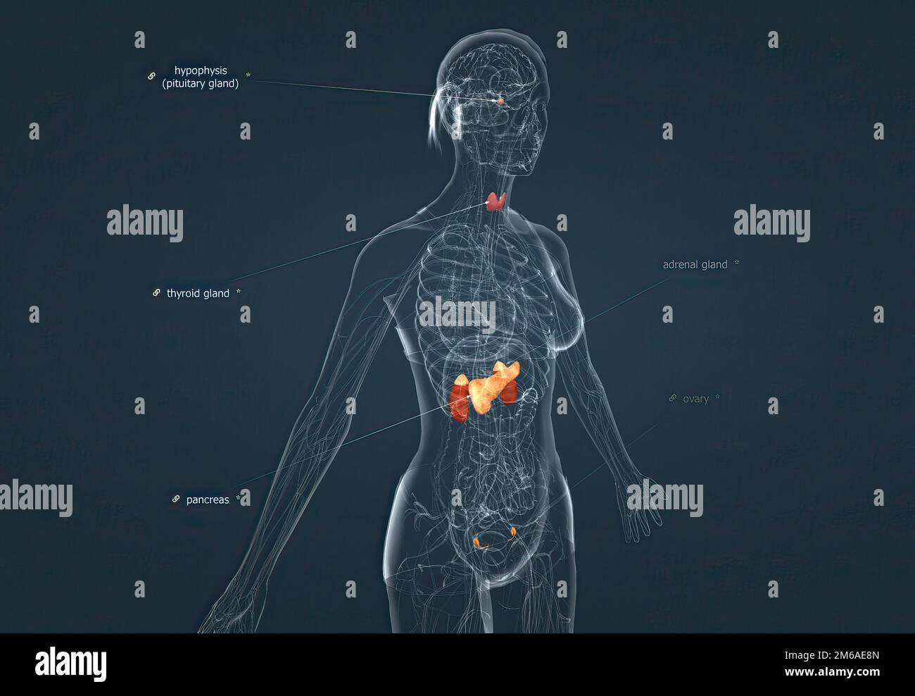 Endocrine system glands 3d hi-res stock photography and images - Alamy