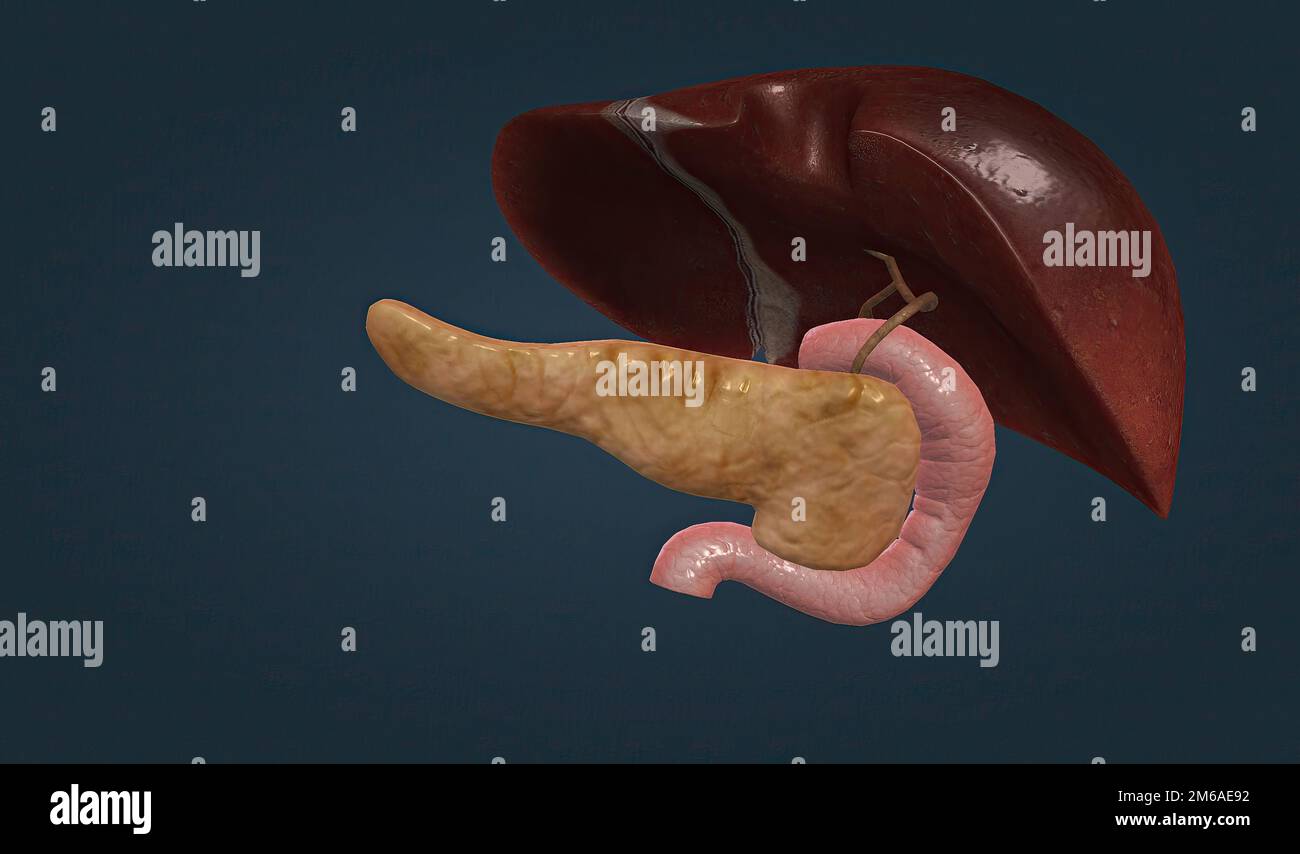 Role of pancreas hi-res stock photography and images - Alamy