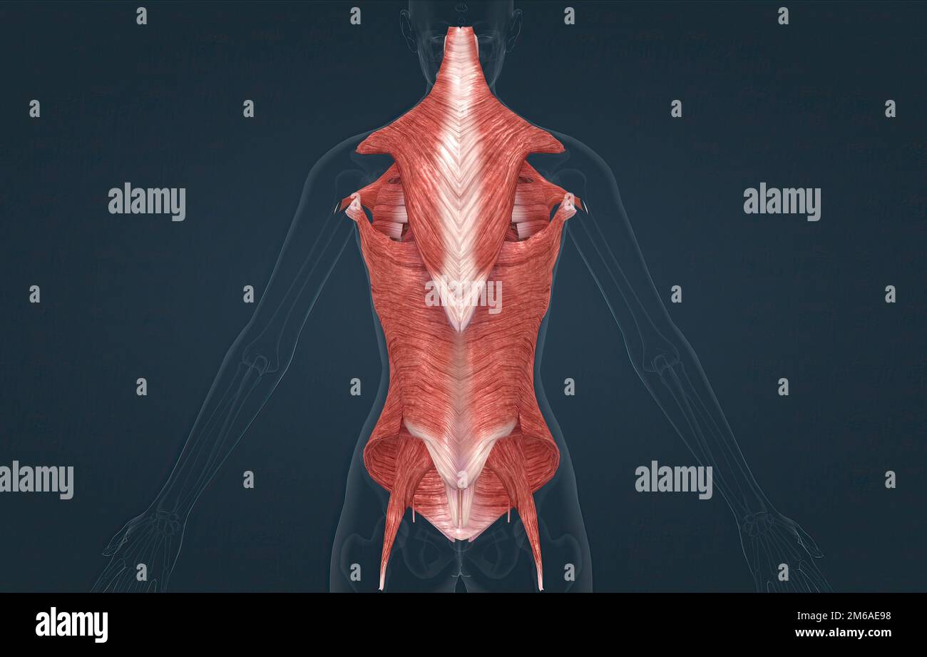 Thoracic extension hi-res stock photography and images - Alamy