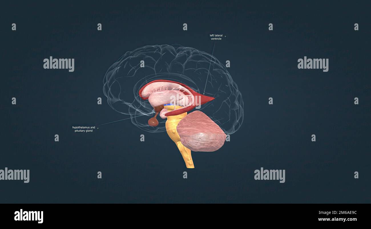 Ventricular system of brain hi-res stock photography and images - Alamy